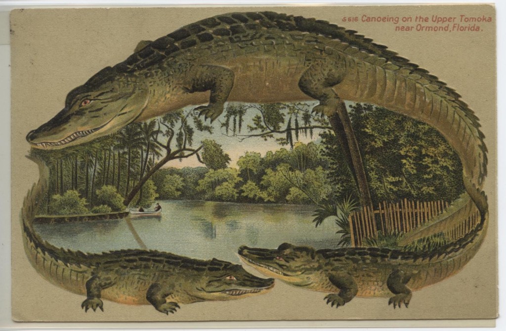 Florida Alligator Border Postcards | Hometown Currency